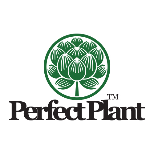 Deep Tropics Music, Art, and Style Festival